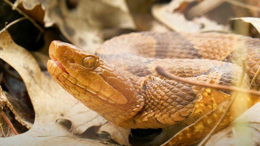 4 Poisonous Snakes in Minnesota - Dangerous Species